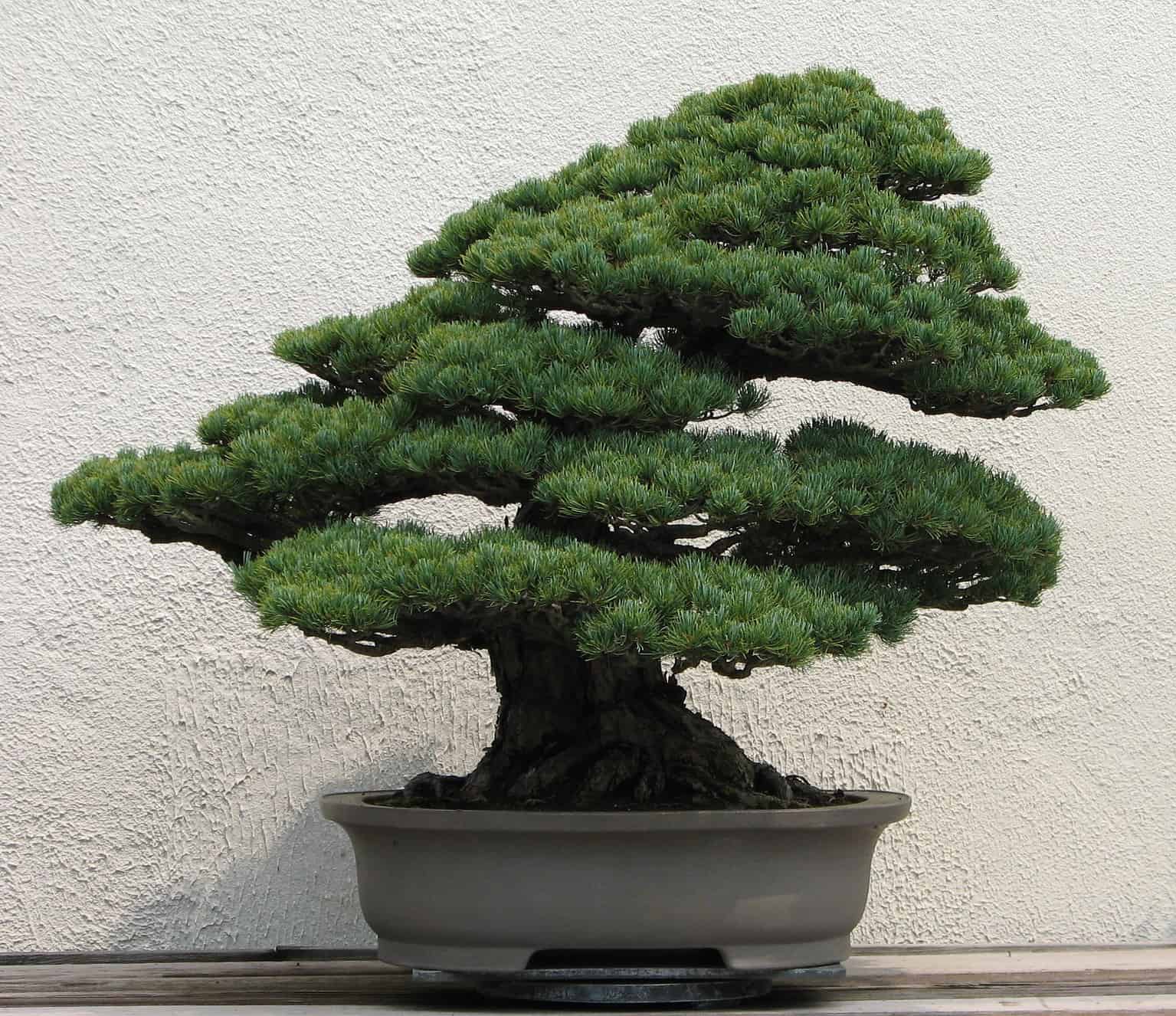 Discover the Top 7 Most Expensive Bonsai Trees Ever Sold - A-Z Animals