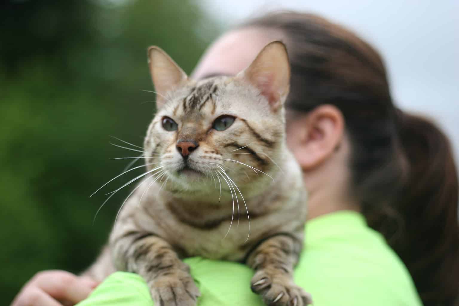 Male vs. Female Bengal Cats: 8 Key Differences - A-Z Animals