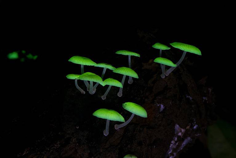 11 Mushrooms that Glow in the Dark - A-Z Animals