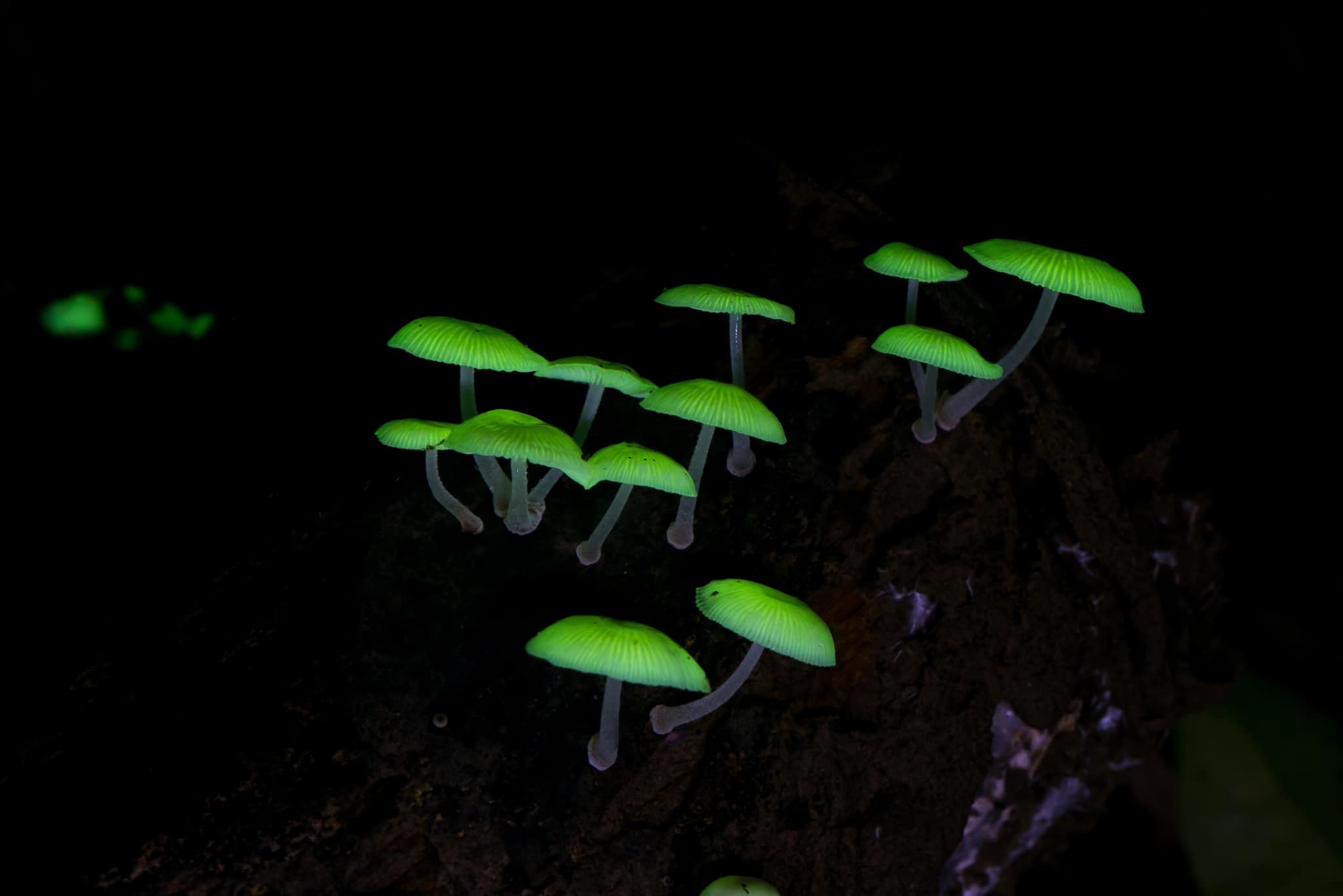 11 Mushrooms that Glow in the Dark - A-Z Animals
