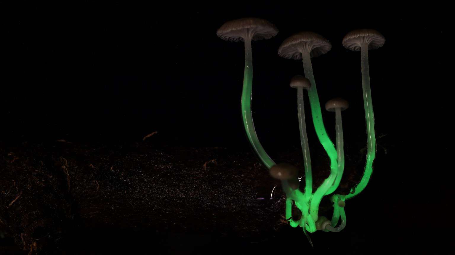 Mushrooms That Glow In Mycelia | Bioluminescent Mushrooms – KLTG
