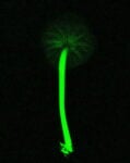 11 Mushrooms that Glow in the Dark - A-Z Animals