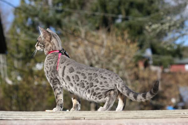 Bengal Cat Colors: Rarest to Most Common - A-Z Animals
