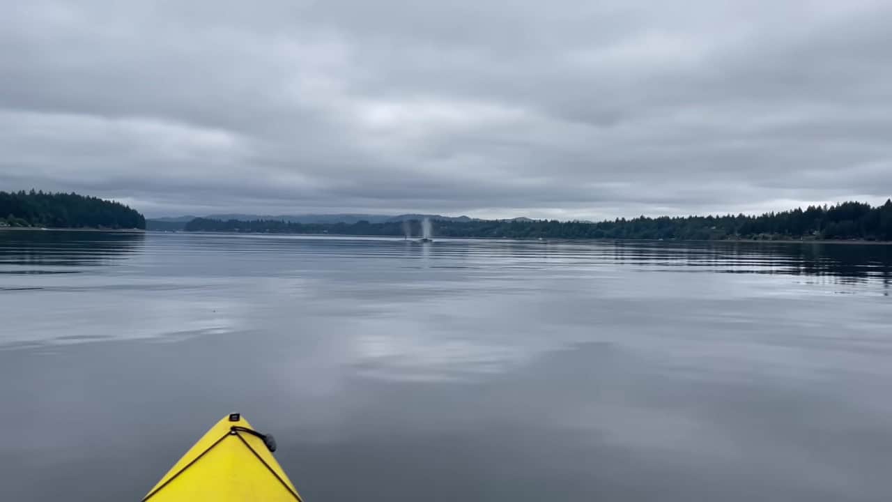 A Brave Kayaker Plays a 'Game of Chicken' With a Charging Pod of Killer ...