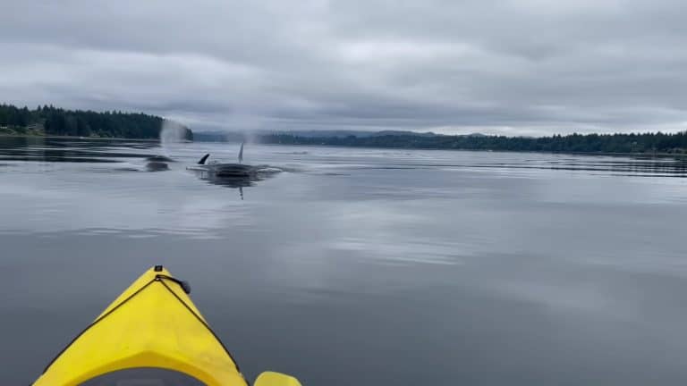 A Brave Kayaker Plays a 'Game of Chicken' With a Charging Pod of Killer ...