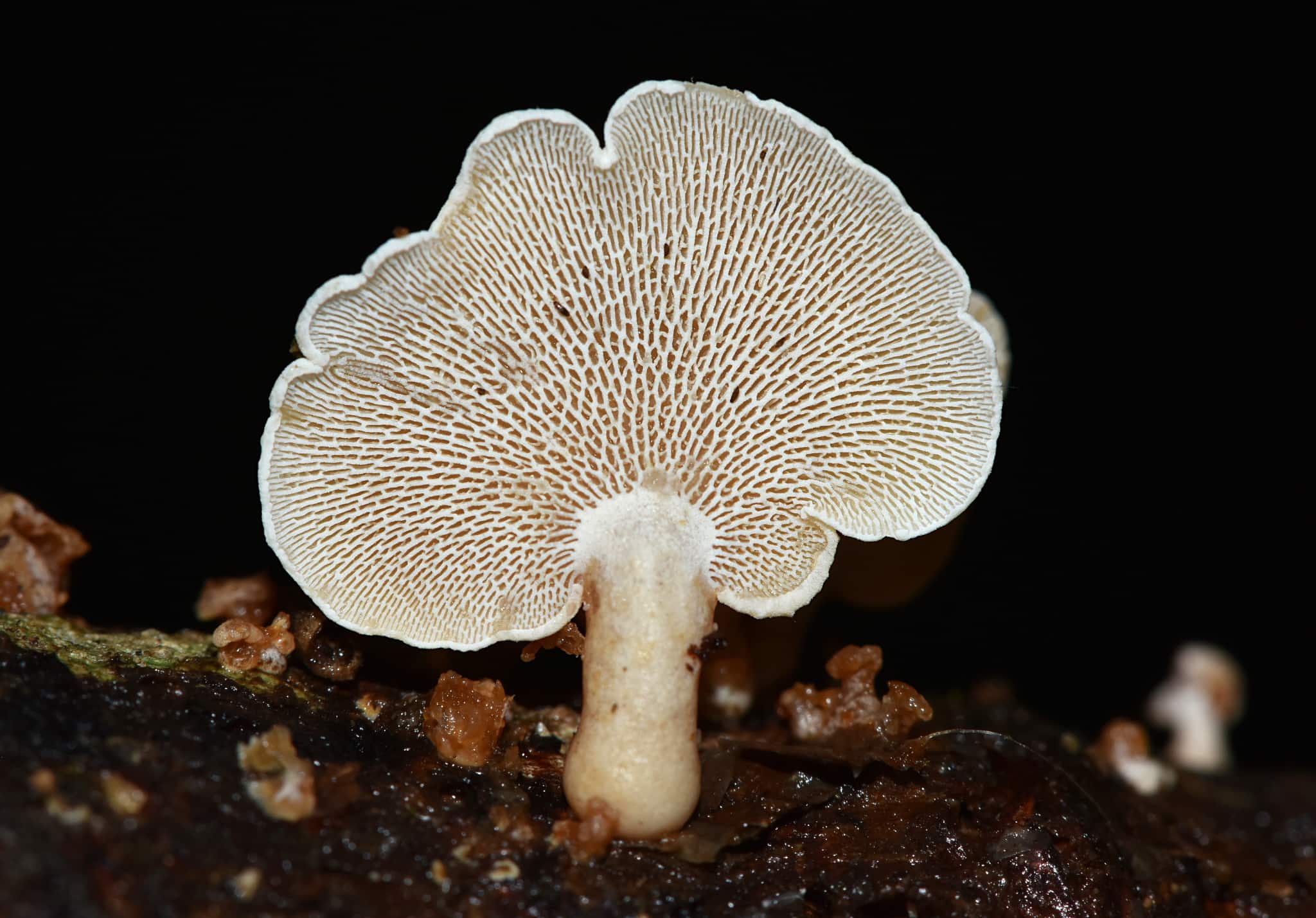 11 Mushrooms that Glow in the Dark - A-Z Animals