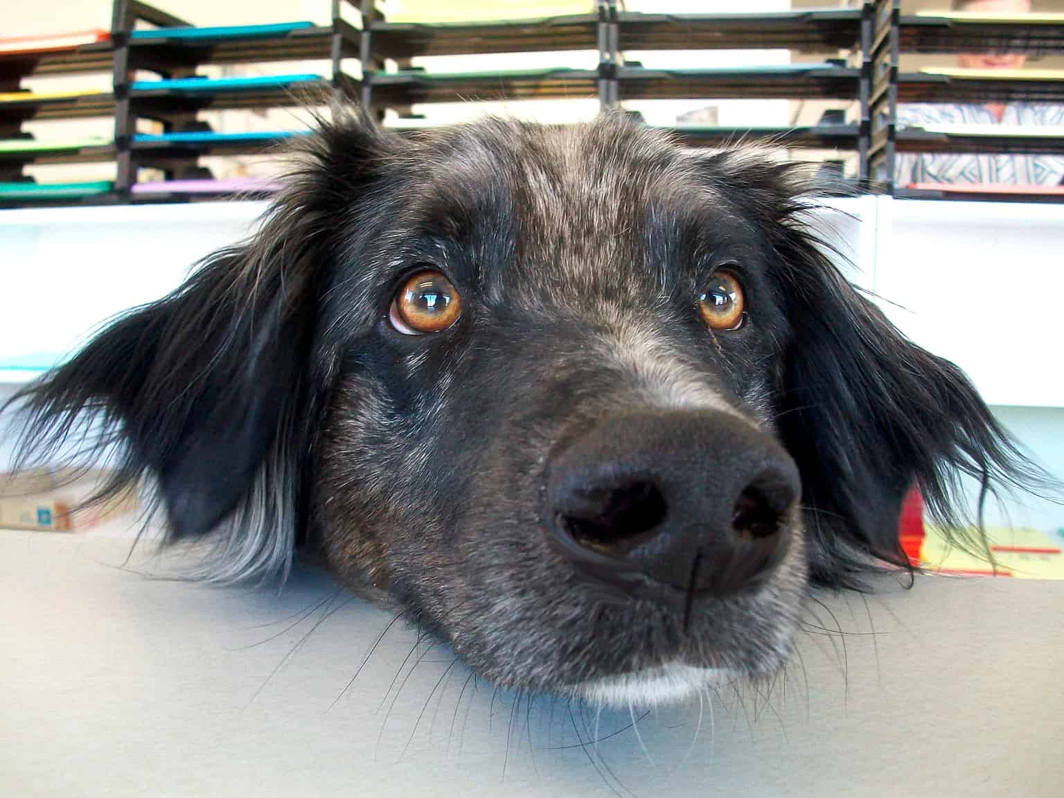 39 Dog Breeds That Have The Cutest Puppy Dog Eyes