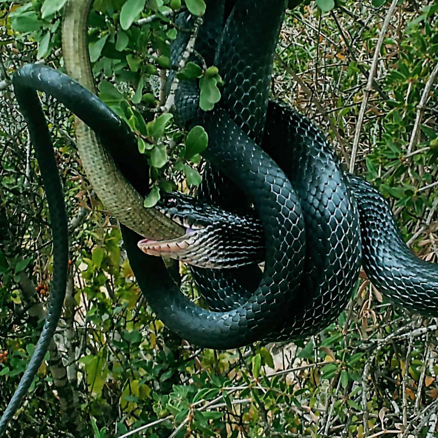 Meet 10 Snakes of the Tigris River - A-Z Animals