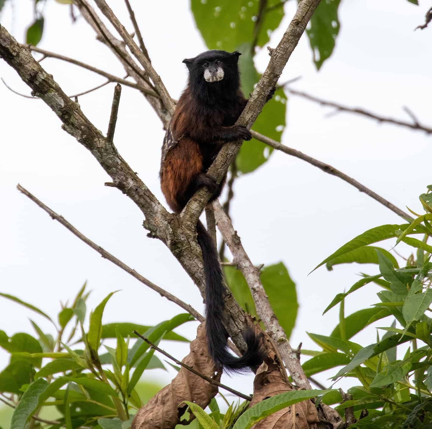 Complete List of Black Monkeys: Everything You Need to Know - A-Z Animals