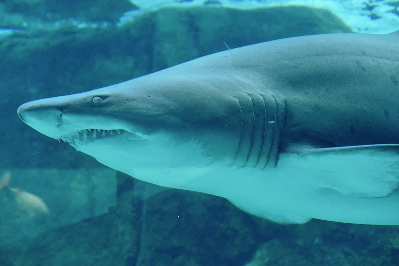 Sharks Just Spotted off NYC: How Often Are Sharks Seen Around The City ...