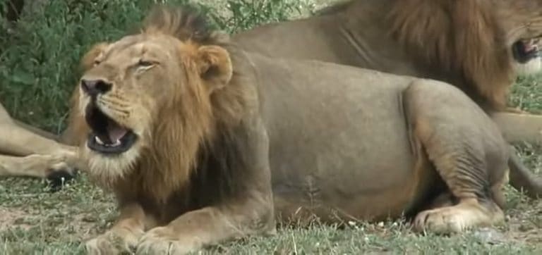 Why Do Lions Roar? Understanding Their Unique Communication and Social ...