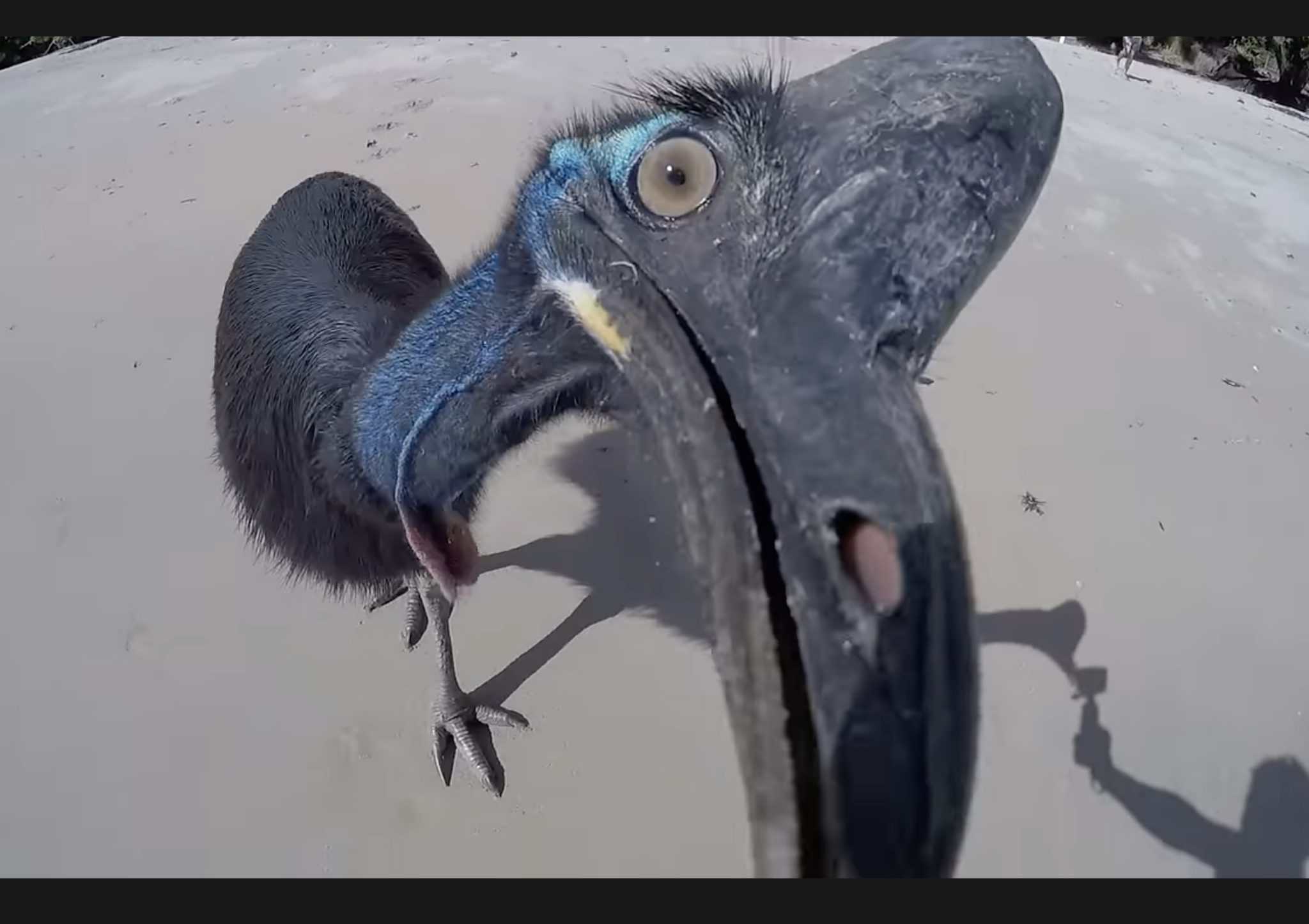A Close Encounter with the "Murderbird" Cassowary - A-Z Animals