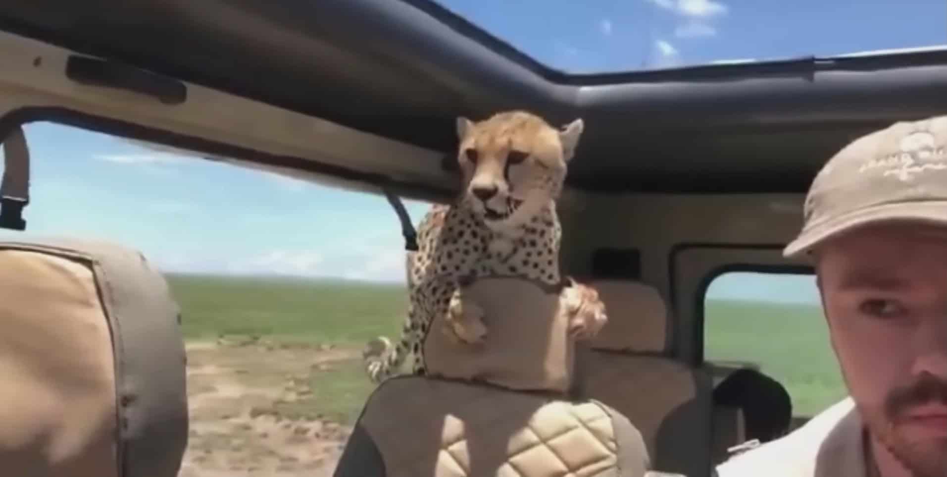 Cheetah Jumps into a Safari Jeep for an Up-Close-And-Personal Adventure ...