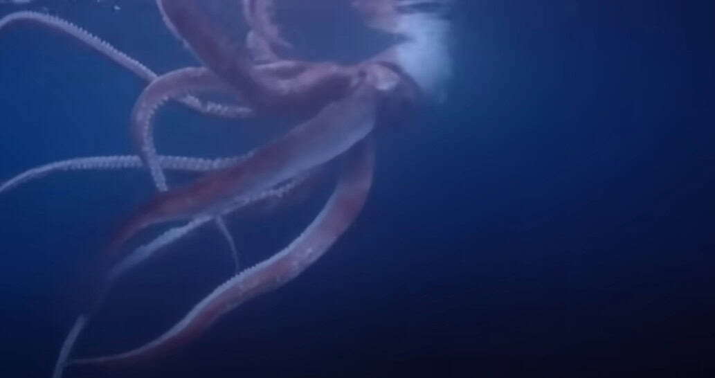 Divers Encounter a Live Giant Squid Swimming on the Ocean Surface