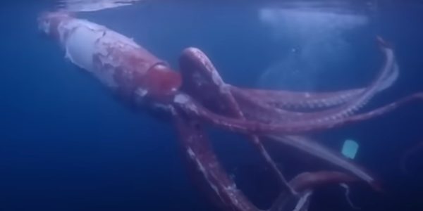 Divers Encounter a Live Giant Squid Swimming on the Ocean Surface