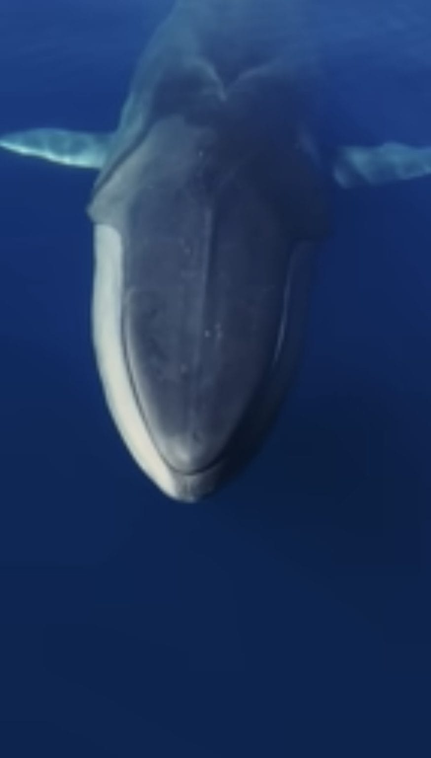 When the Planet's Second Largest Animal Surfaces from the Ocean's ...