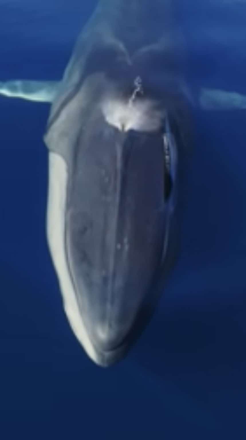 When the Planet's Second Largest Animal Surfaces from the Ocean's ...