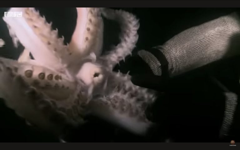 A Massive Deep Sea Squid Latches on to a Swimmer and Chomps His Arm - A ...