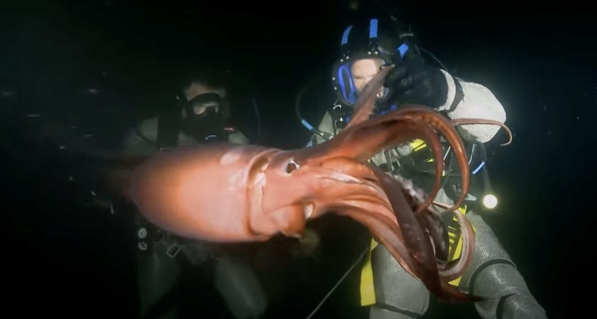 A Massive Deep Sea Squid Latches on to a Swimmer and Chomps His Arm - A ...