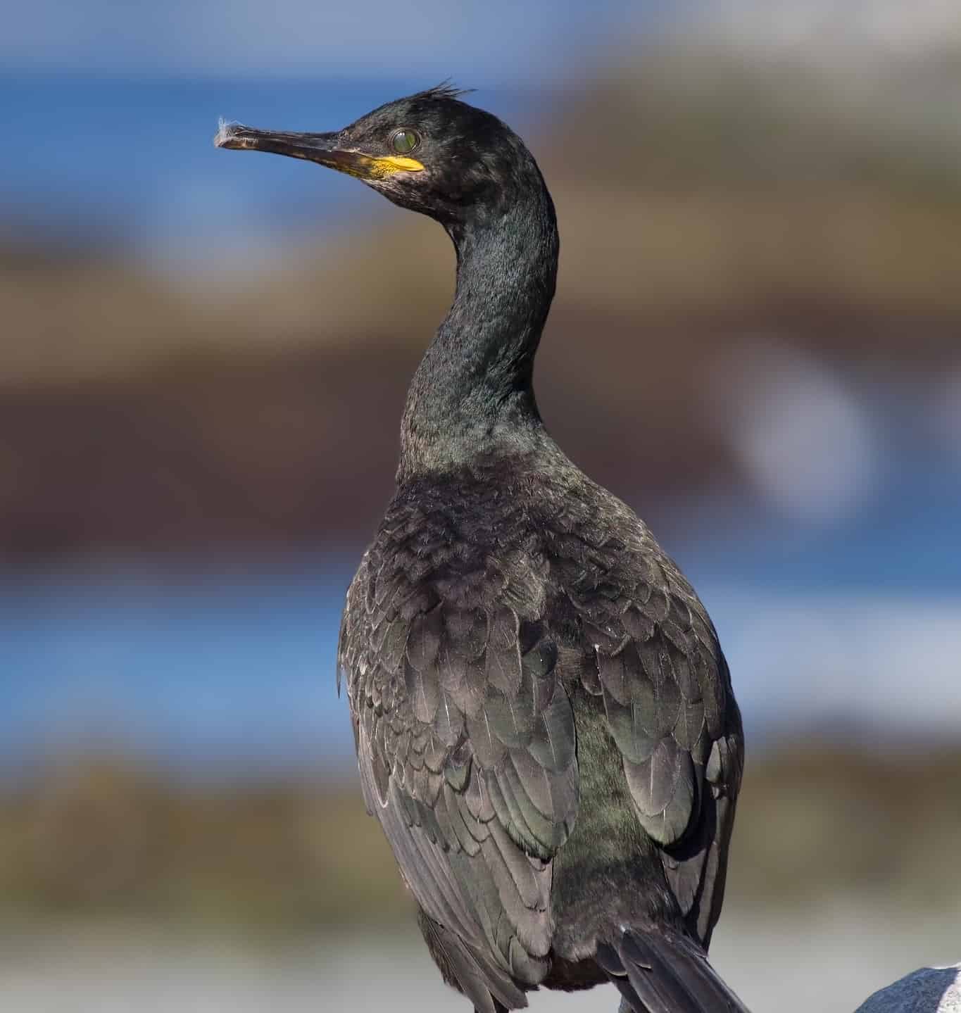 Discover 200,000 Sea Birds in the Farne Islands: A Puffin's Paradise ...