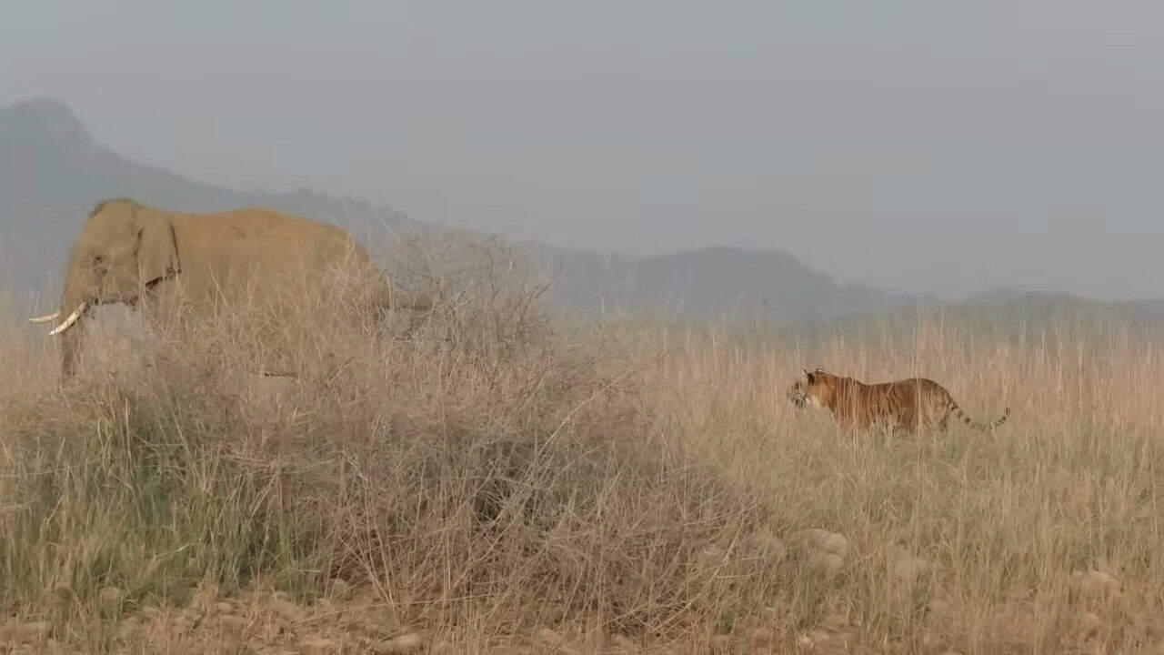Tigers Are Fearsome Hunters, but Elephants Are Not Easy Prey - A-Z Animals