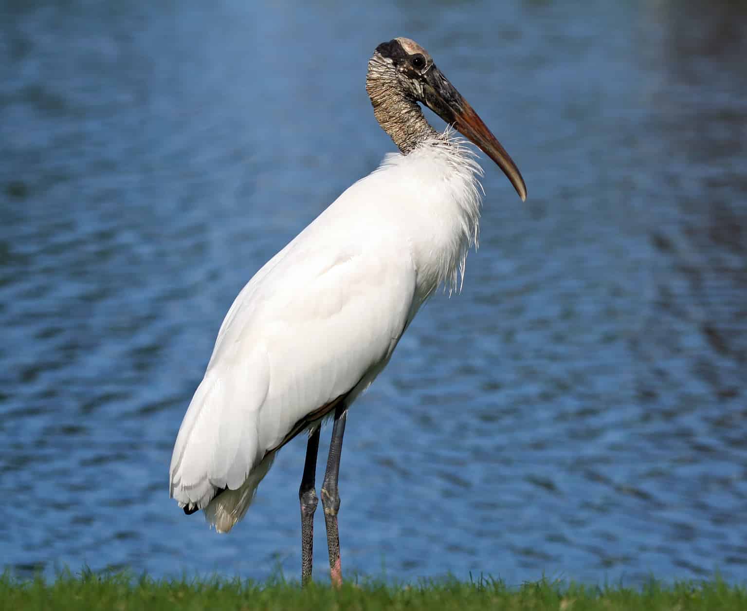 The Complete List of 9+ White Birds with Long Beaks - A-Z Animals