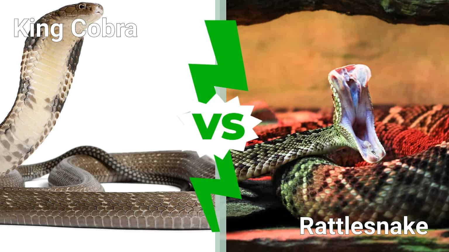 King Cobra vs. Rattlesnake: 5 Key Differences - A-Z Animals