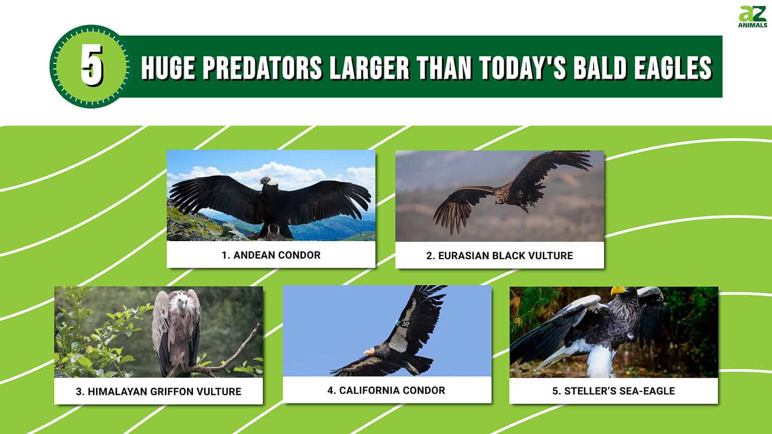 5 Huge Predators Larger Than Today's Bald Eagles - A-Z Animals