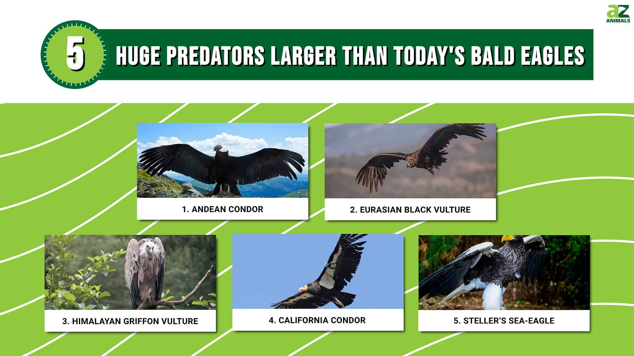 5 Huge Predators Larger Than Today's Bald Eagles - A-Z Animals
