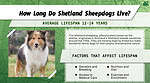 Shetland Sheepdog Lifespan: How Long Do Shelties Live? - AZ Animals