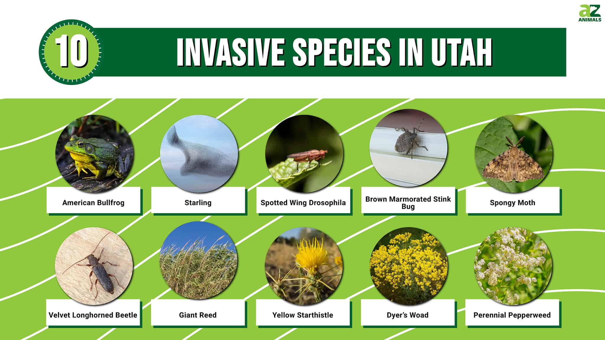 Discover 10 Invasive Species in Utah - A-Z Animals