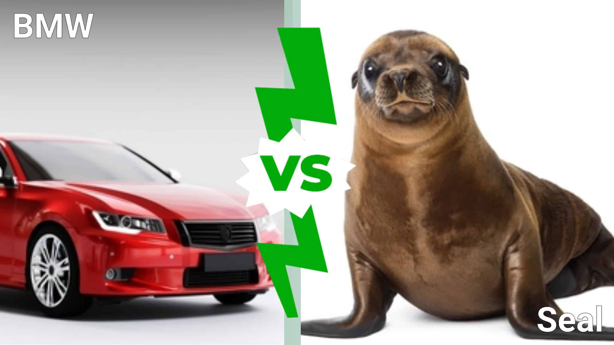 Leopard seals: How big can these creatures get? - A-Z Animals