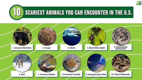 Discover the 10 Scariest Animals You Can Encounter in the U.S. - A-Z ...
