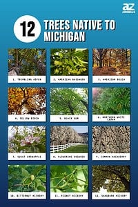 12 Grand Trees Native to Michigan - A-Z Animals