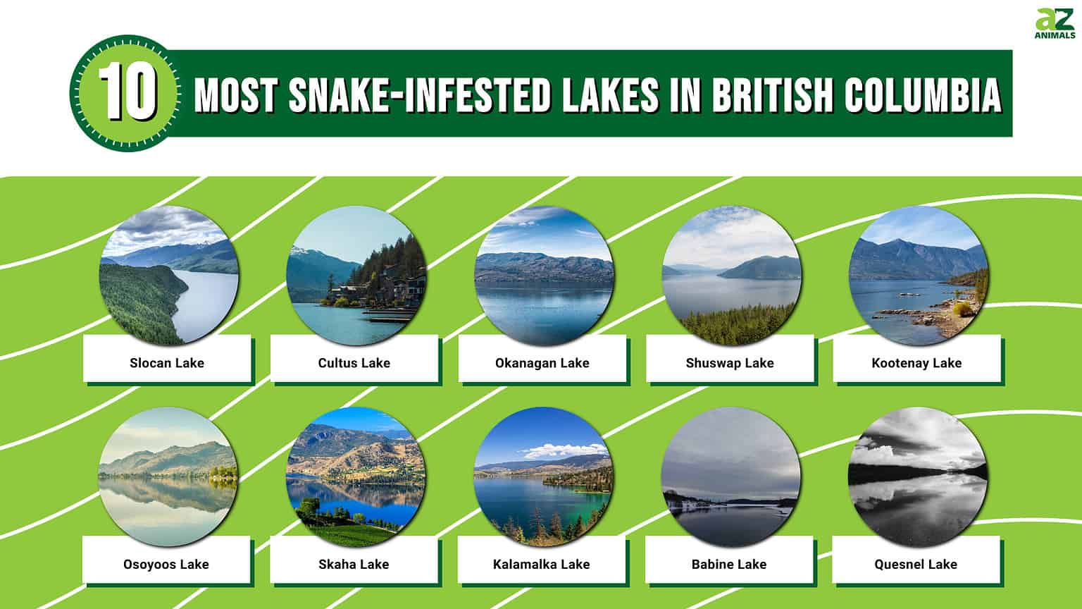 The 10 Most Snake-Infested Lakes in British Columbia - A-Z Animals
