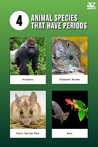 Discover the 4 Animal Species That Have Periods - A-Z Animals