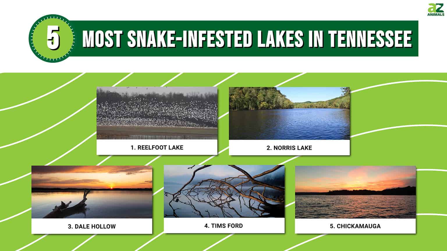 The Most Snake-infested Lakes in Tennessee