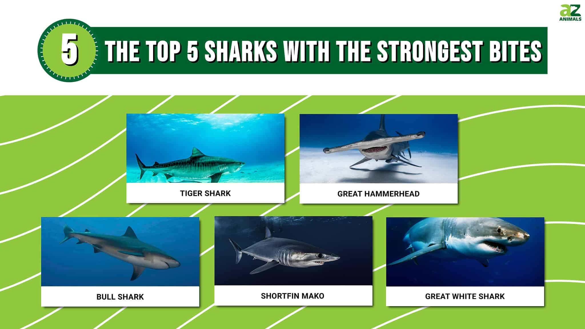 Discover the Top 5 Sharks with the Strongest Bites - A-Z Animals