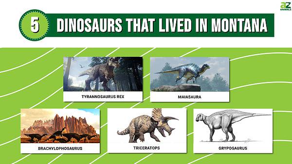 5 Dinosaurs That Lived in Montana (And Where To See Fossils Today) - A ...