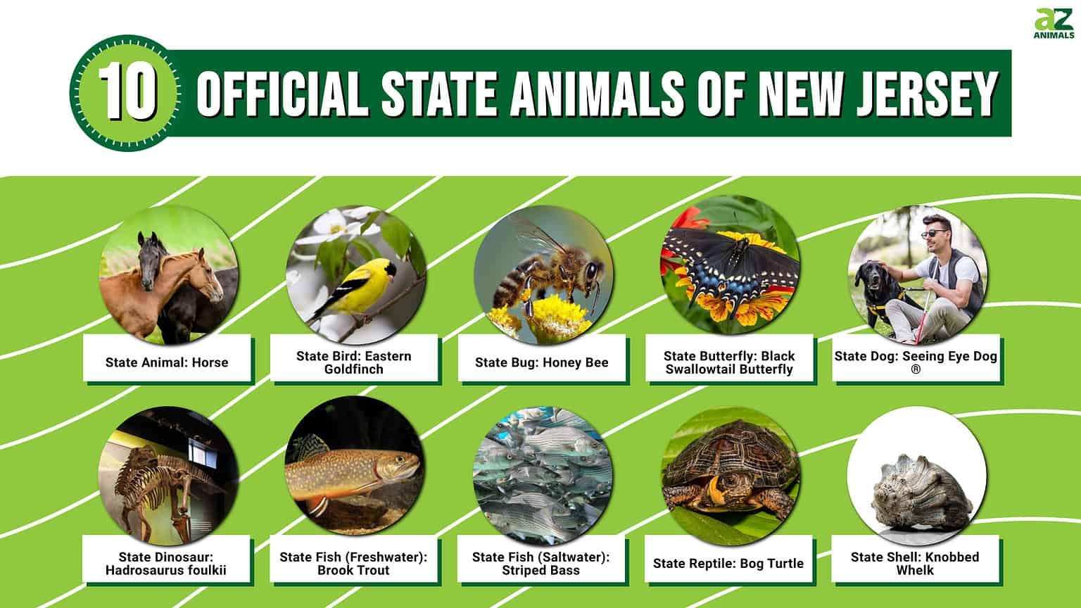 Discover the 10 Official State Animals of New Jersey - A-Z Animals