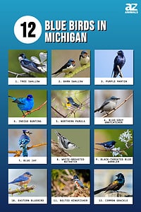 Discover 12 Blue Birds in Michigan - A-Z Animals
