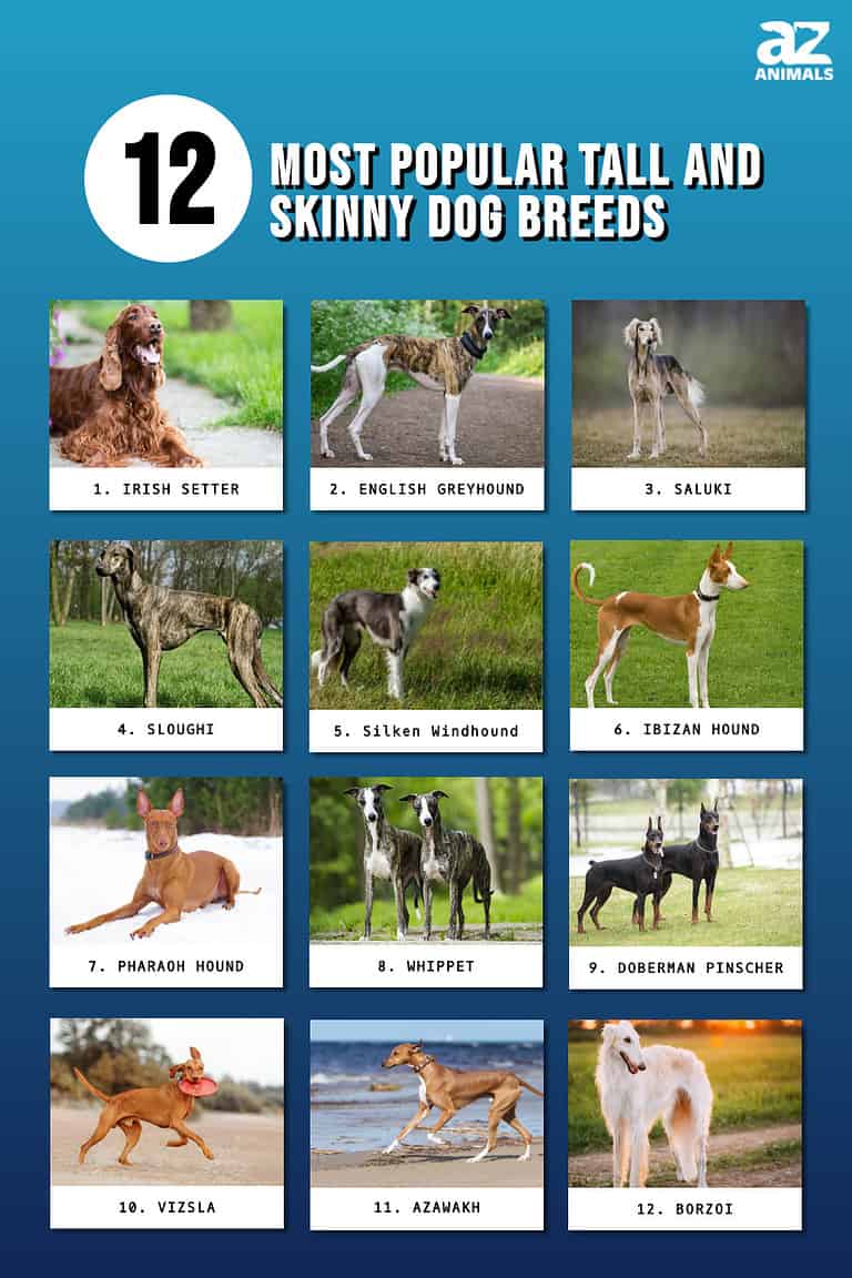 The 12 Most Popular Tall and Skinny Dog Breeds in 2024 - A-Z Animals