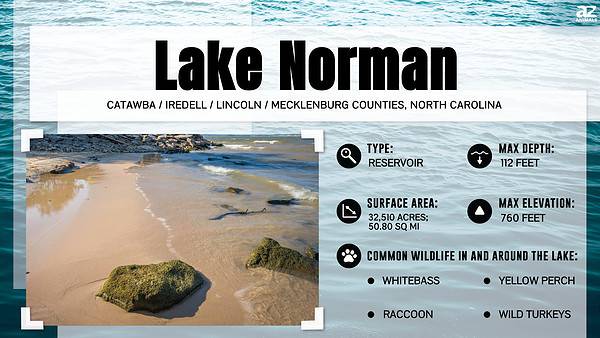 How Wide Is North Carolina's Lake Norman? - A-Z Animals