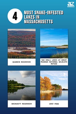 The 4 Most Snake-Infested Lakes in Massachusetts - A-Z Animals