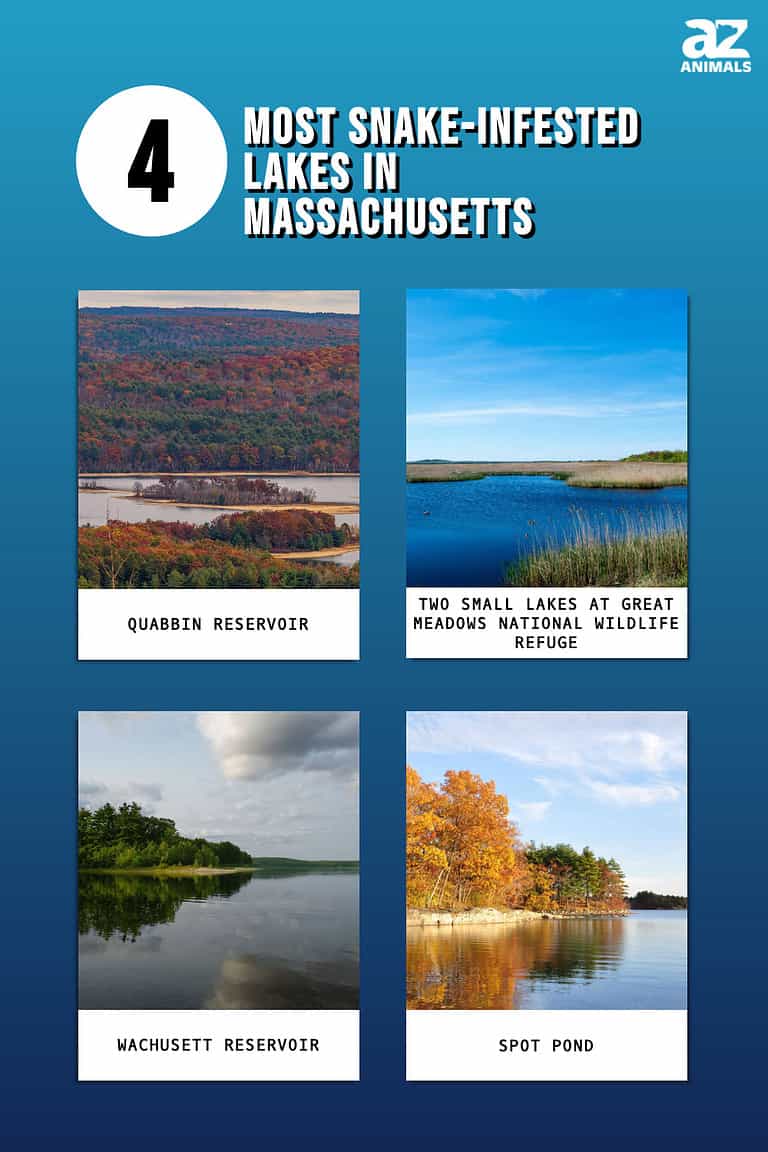 The 4 Most Snake-Infested Lakes in Massachusetts - A-Z Animals