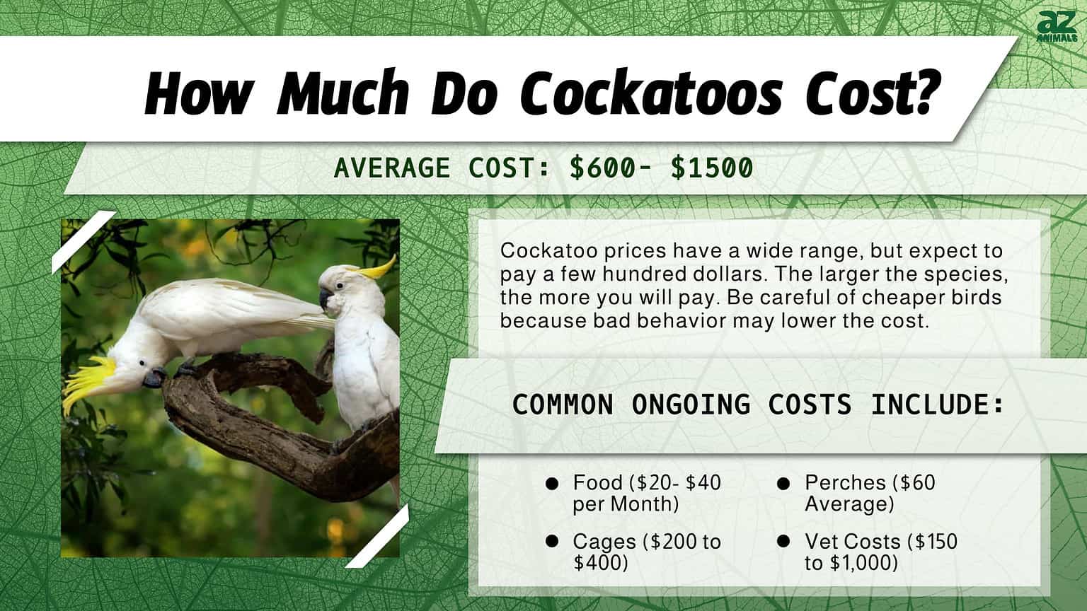 Cockatoo Prices in 2024: Purchase Cost, Supplies, Food, and More! - A-Z ...