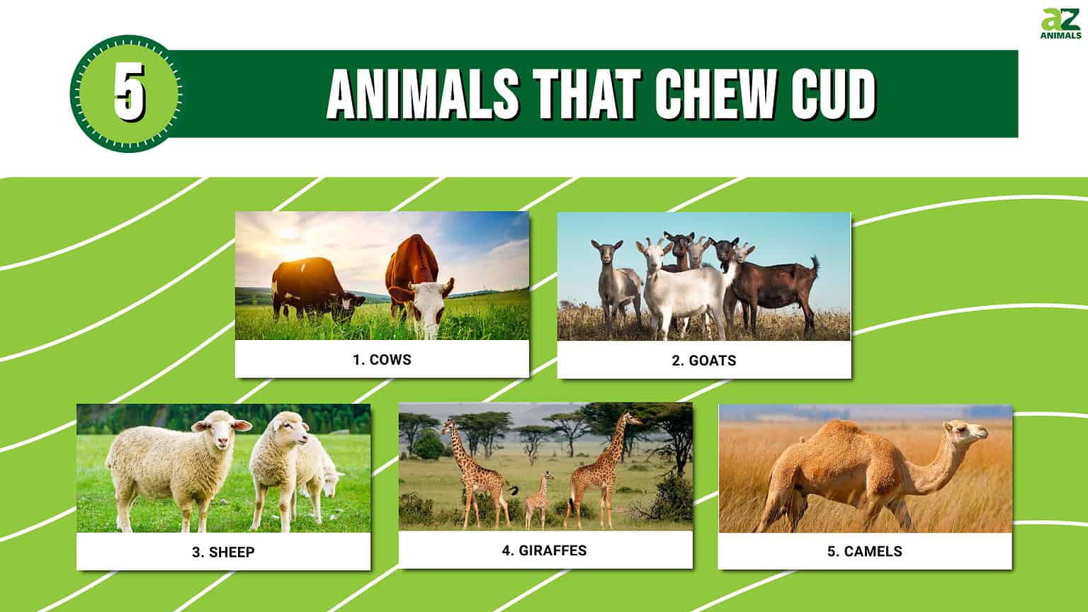 5 Animals That Chew Cud (and What Exactly That Means) - A-Z Animals