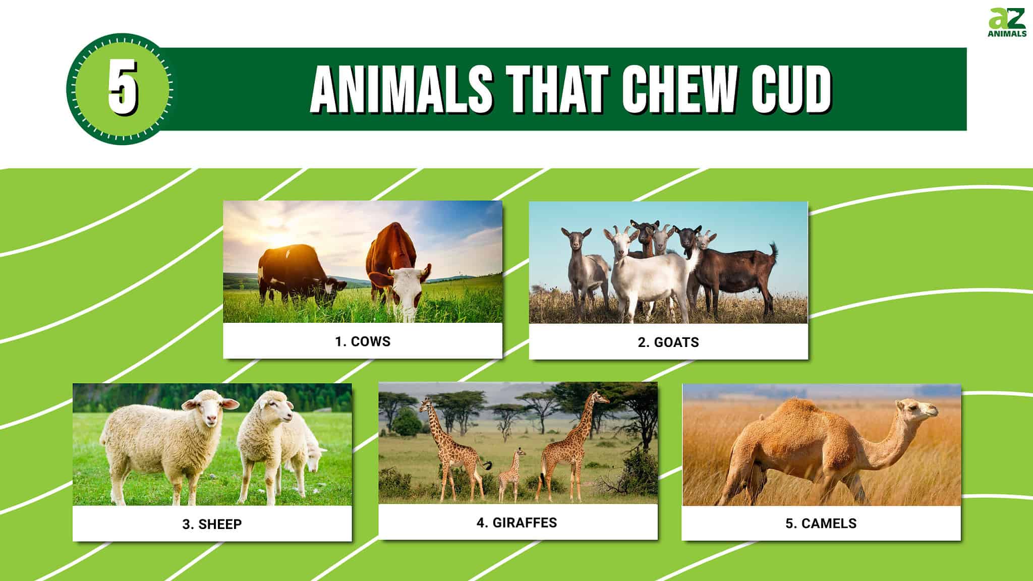 5 Animals That Chew Cud (and What Exactly That Means) - A-Z Animals