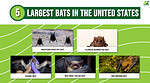 The Top 5 Largest Bats in the United States (And Where You Might ...