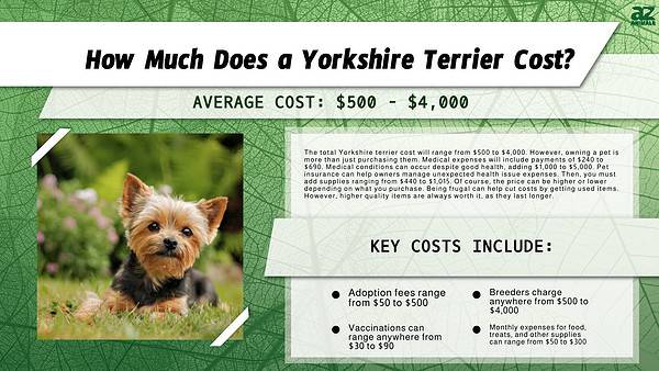 8 Dog Breeds That Look Like Puppies Forever - A-Z Animals Slideshows